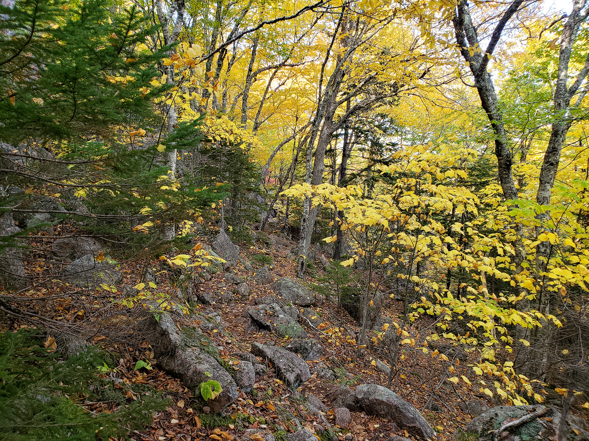 Jordan Cliffs Trail in Acadia National Park